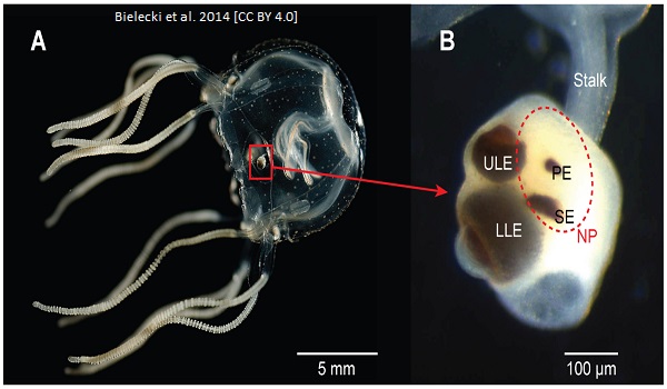 Box Jellyfish- For your eyes only – Our world under the waves