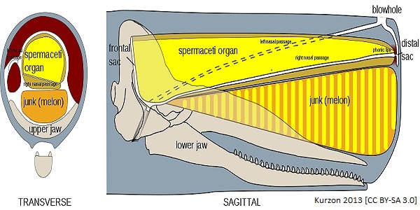 Sperm whales-Why such a big head? – Our world under the waves