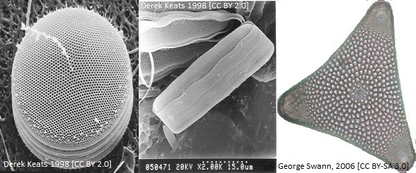 Diatoms-My house of glass – Our world under the waves