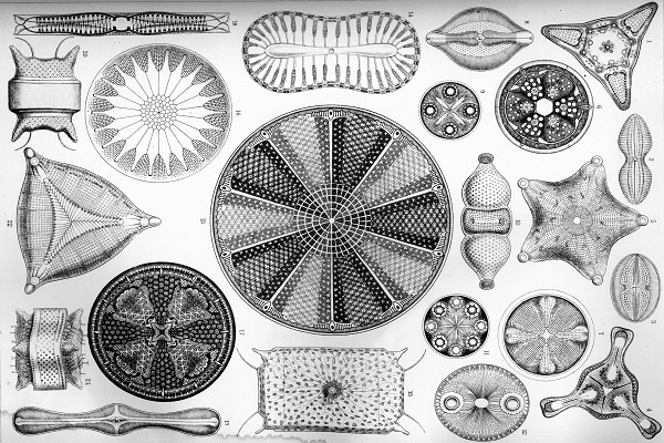 Diatoms-My house of glass – Our world under the waves