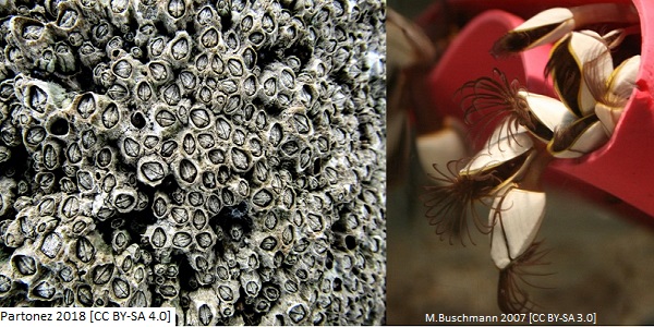 Barnacles-All together now – Our world under the waves