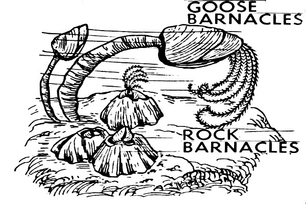 Barnacles-All together now – Our world under the waves