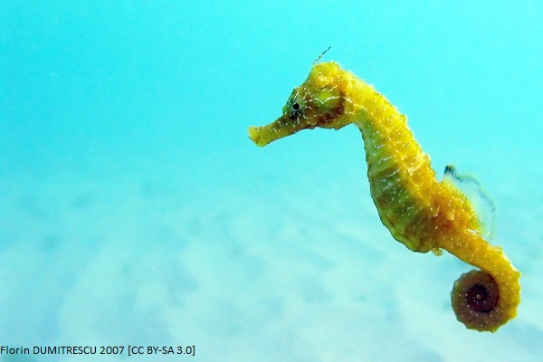 Copepods- Jump for joy – Our world under the waves