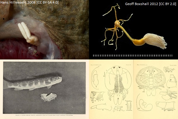 Copepods- Jump for joy – Our world under the waves