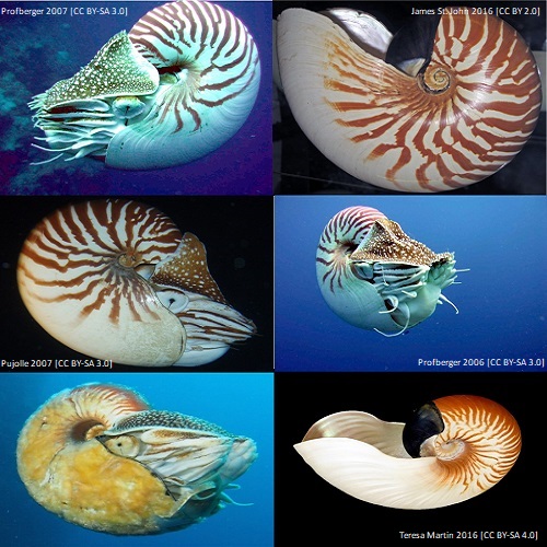 Nautiloids- The forgotten ones – Our world under the waves