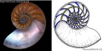Nautiloids- The forgotten ones – Our world under the waves