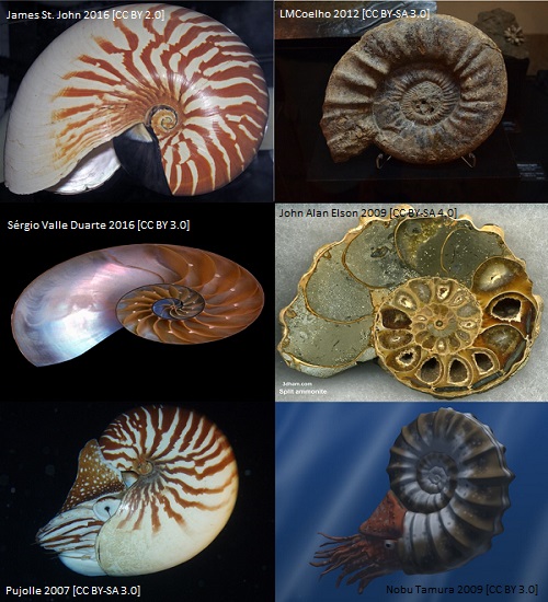 Nautiloids- The forgotten ones – Our world under the waves