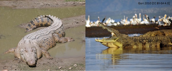 Crocodiles- The price of power – Our world under the waves