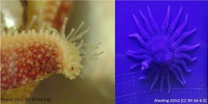 Starfish- Sticky feet – Our world under the waves