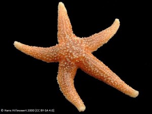 Starfish- Sticky feet – Our world under the waves