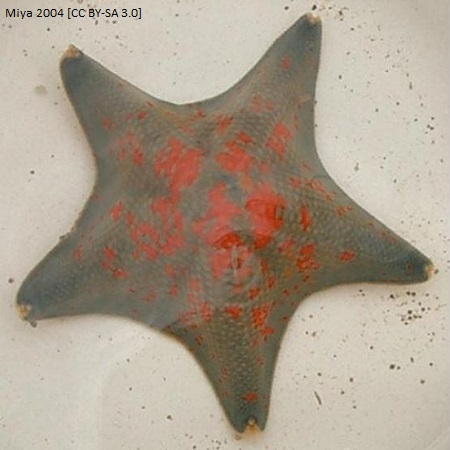 Starfish- Sticky feet – Our world under the waves