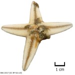 Starfish- Sticky feet – Our world under the waves