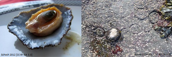 Limpets- Hardened by nature – Our world under the waves