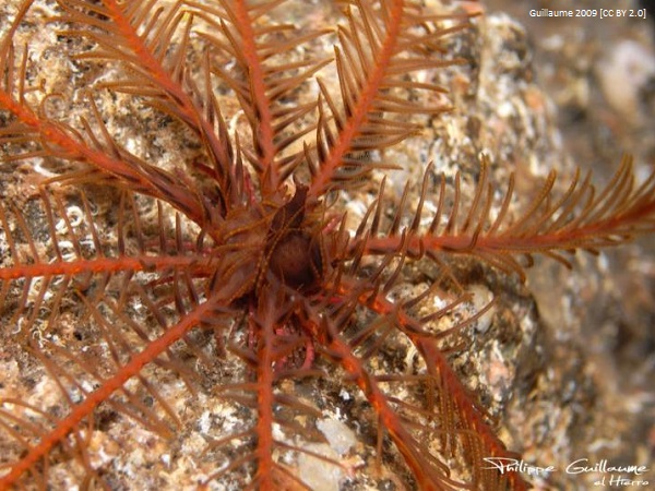 Feather stars- Filter, feed, fly away? – Our world under the waves