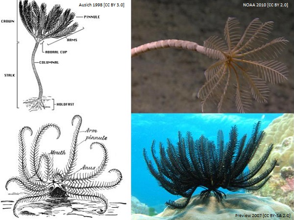 Feather stars- Filter, feed, fly away? – Our world under the waves
