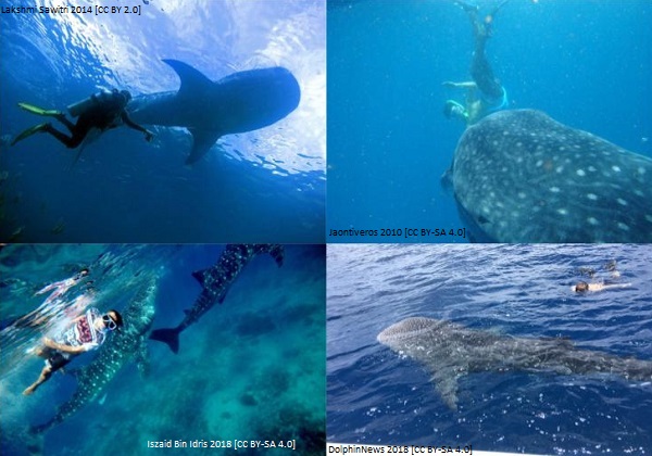 Whale sharks- Starry sharks, hidden talents – Our world under the waves