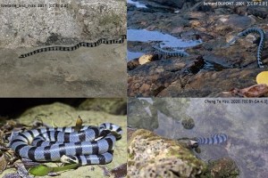 Sea kraits- In, out, shake it all about – Our world under the waves