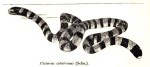 Sea kraits- In, out, shake it all about – Our world under the waves