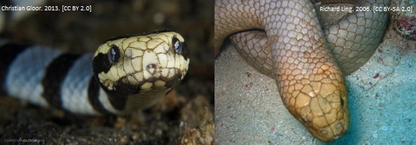 Sea kraits- In, out, shake it all about – Our world under the waves