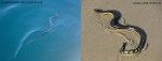 Sea kraits- In, out, shake it all about – Our world under the waves
