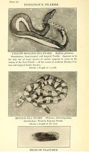 Sea kraits- In, out, shake it all about – Our world under the waves