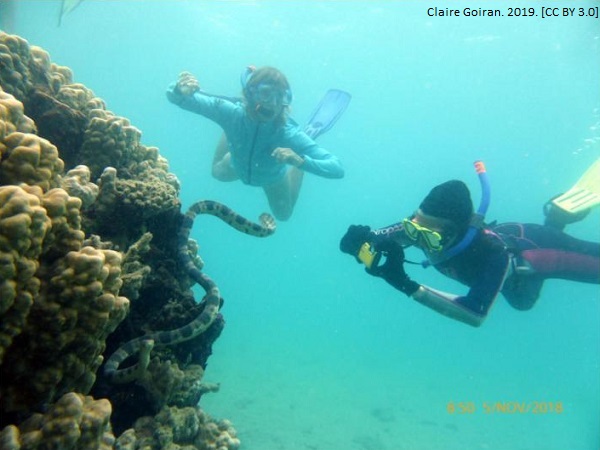 Sea kraits- In, out, shake it all about – Our world under the waves