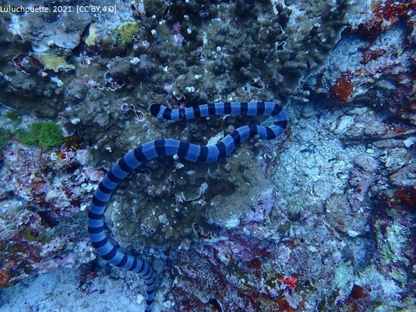 Sea kraits- In, out, shake it all about – Our world under the waves