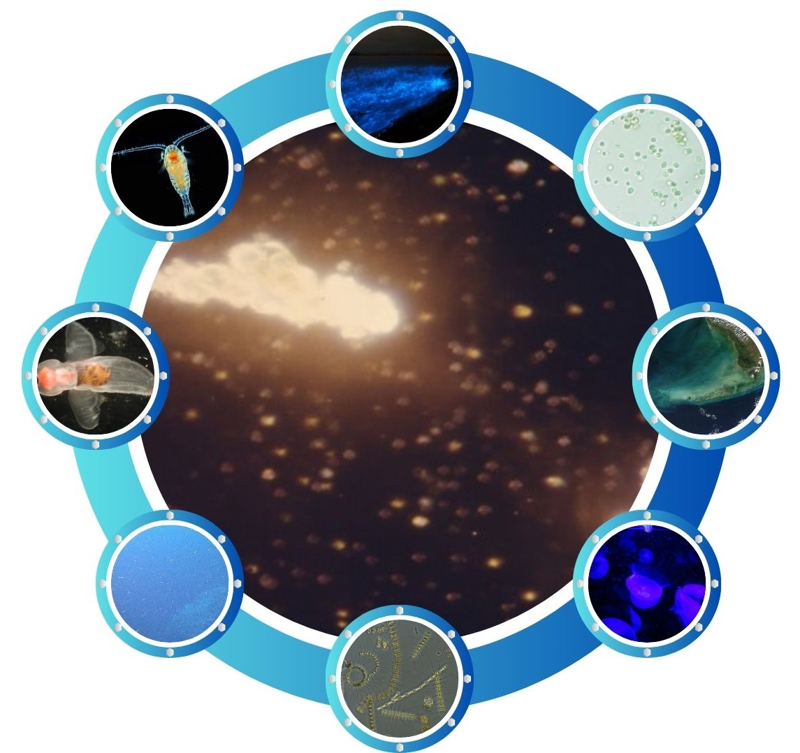 Plankton & microorganisms – Our world under the waves