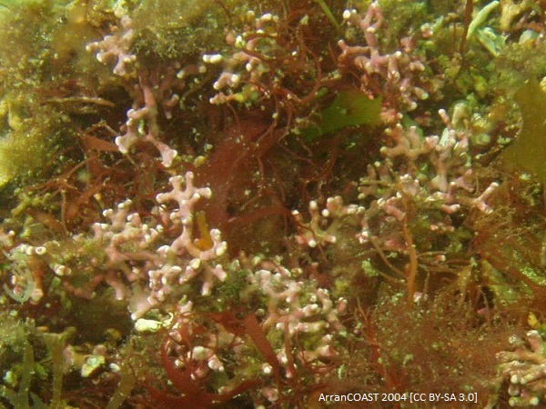 Maerl- Living Labyrinths – Our world under the waves